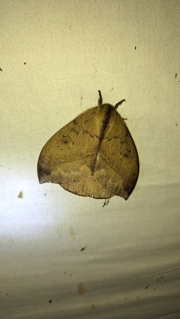 Automeris janus from 53FP+CJ4, Limón Province, Guapiles, Costa Rica on ...