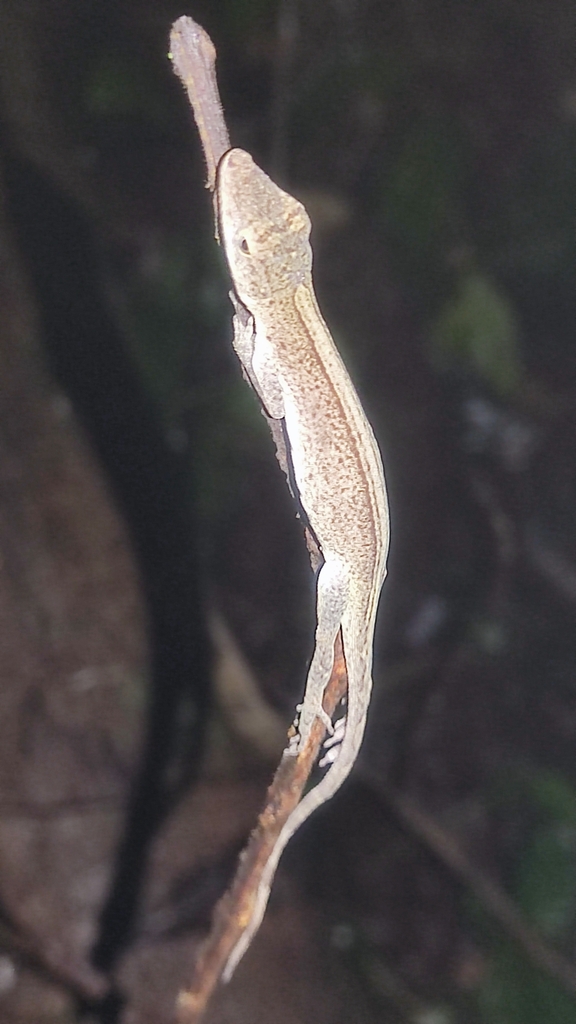 Brown-eared Anole in February 2024 by Wildlife Tours Peru, Christoph ...