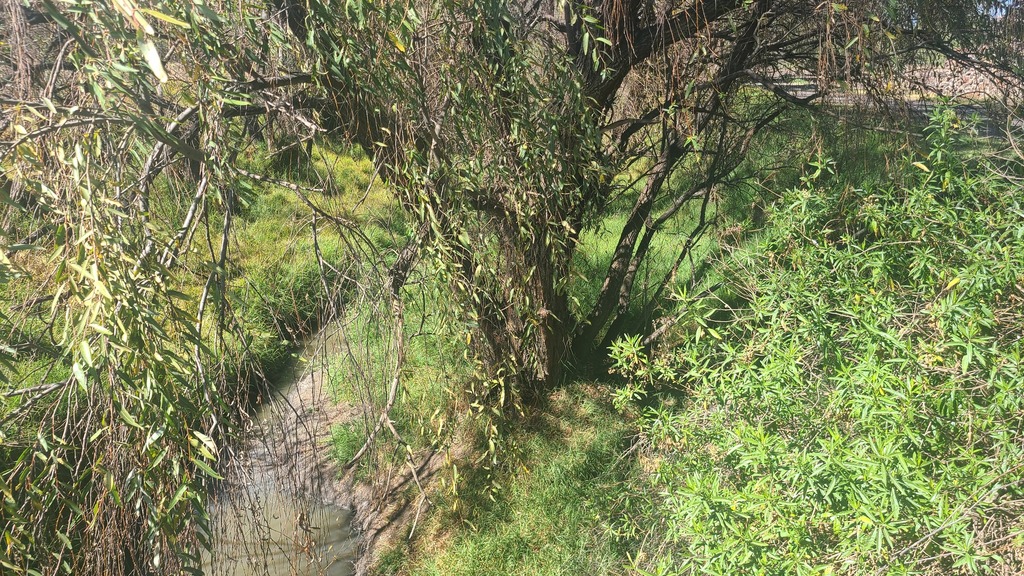 Humboldt's Willow from Teotihuacán Municipality, State of Mexico ...
