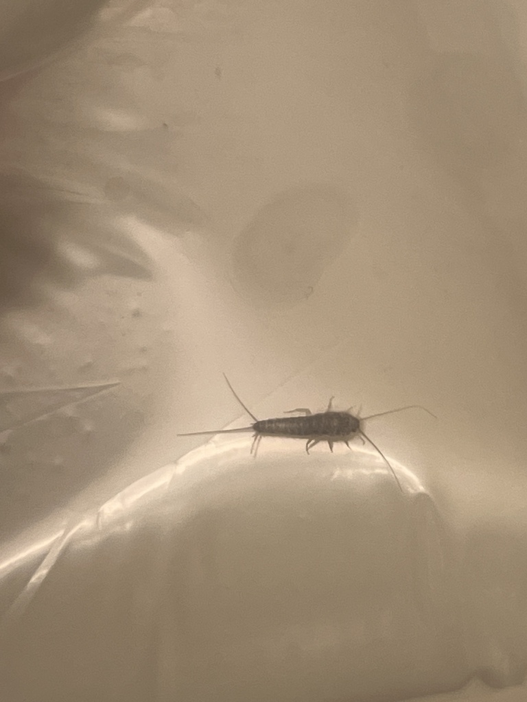 Long-tailed Silverfish from S Canoa Hills Trail, Austin, TX, US on ...