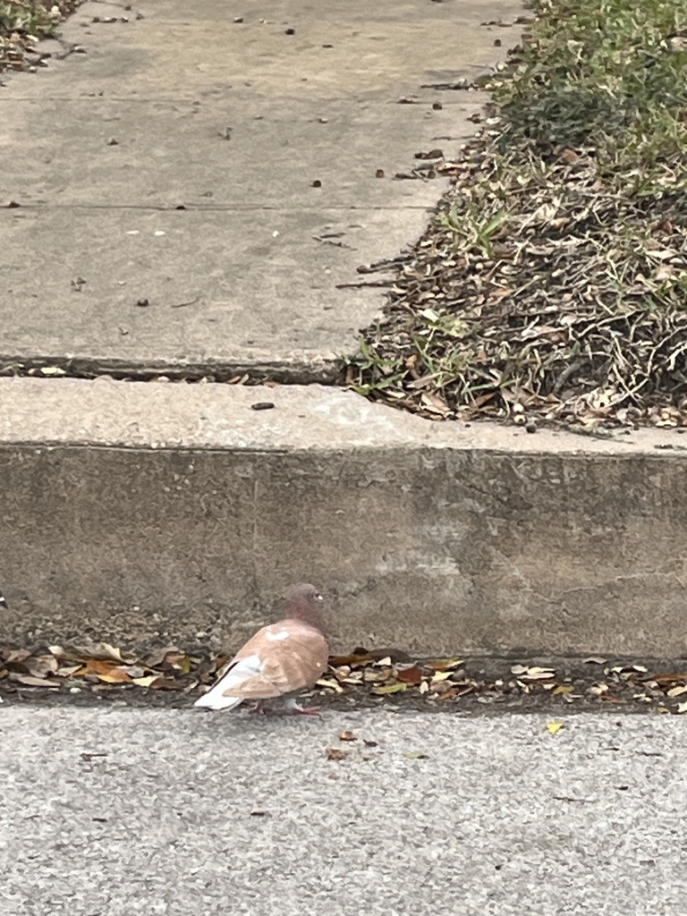 Feral Pigeon from Galveston Island, Galveston, TX, US on February 17 ...