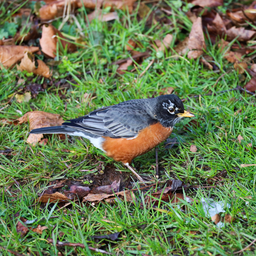 American Robin from College Park, MD, USA on February 17, 2024 at 09:02 ...