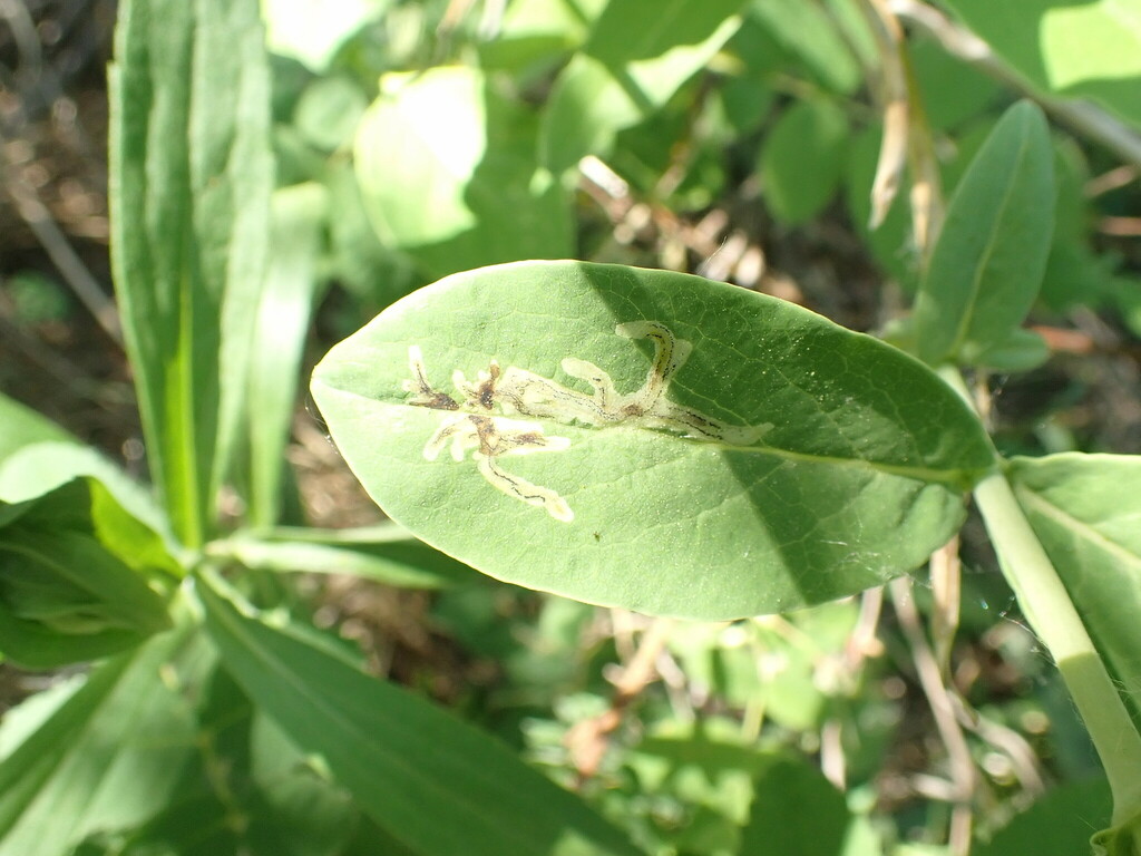 Insects from Southwest Calgary, Calgary, AB, Canada on June 6, 2023 at ...
