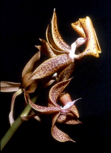 Goblin Orchids (Mormodes)