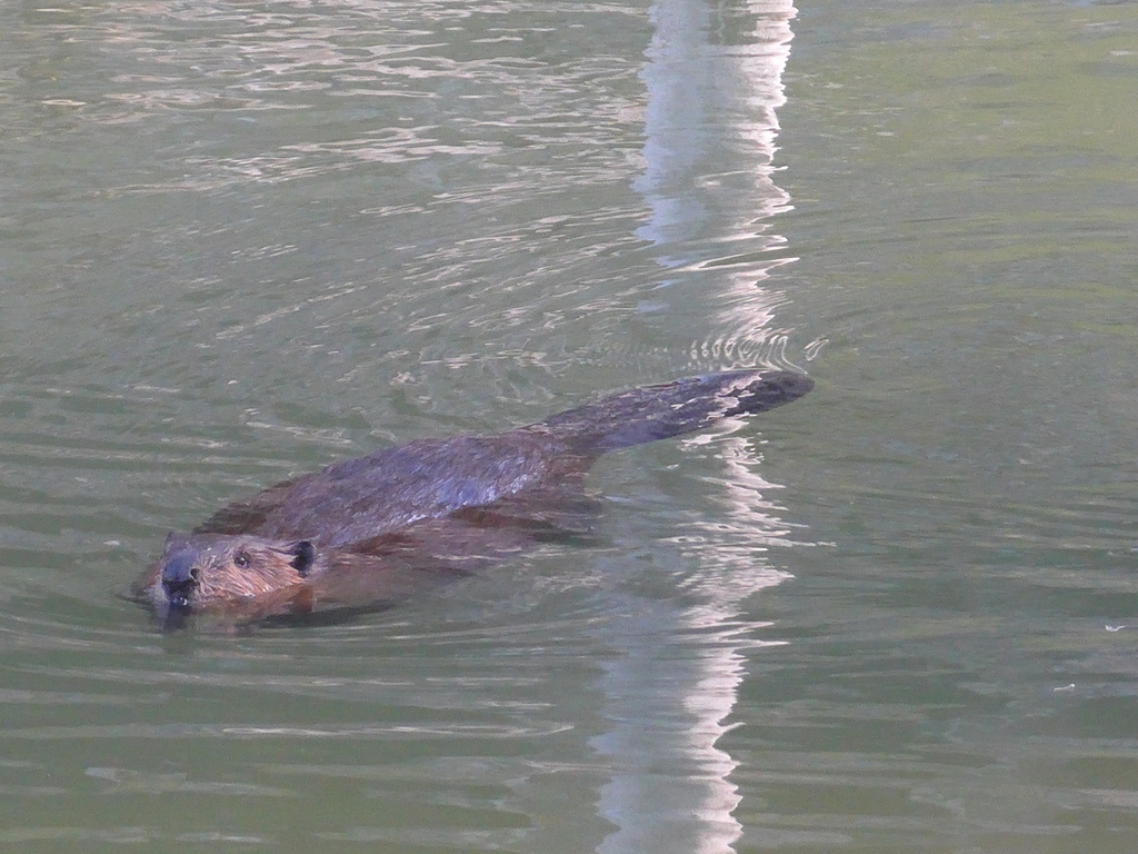 American Beaver from Province de Tierra del Fuego, Magallanes et de l ...