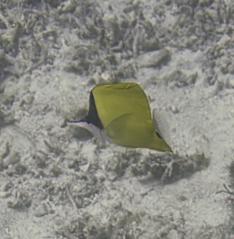 Forceps Butterflyfish from Alona House Reef dive site, Panglao ...