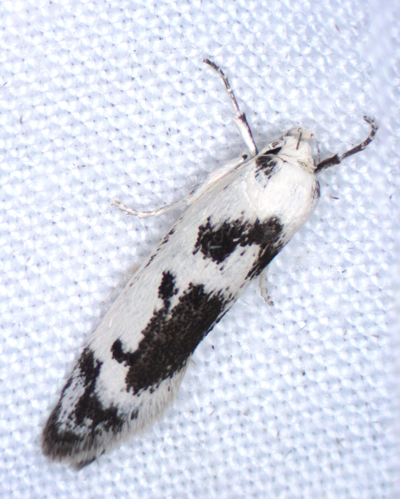 Curved-horn Moths from Gordon VIC 3345, Australia on February 14, 2024 ...