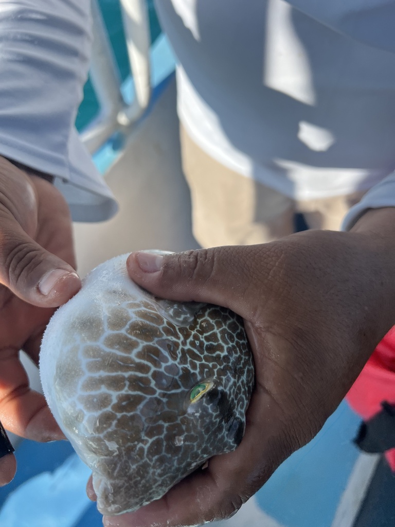 Southern Puffer from Gulf of Mexico, MX on February 17, 2024 at 09:35 ...