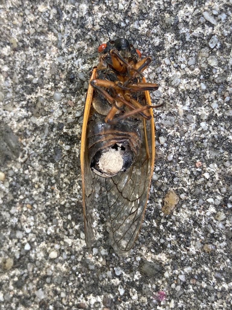 Massospora cicadina from Glenn Dale, MD, USA on June 5, 2021 at 04:56 ...