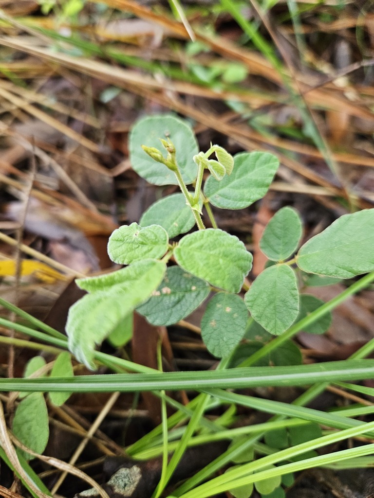 Rusty tick-trefoil from Tamborine Mountain QLD 4272, Australia on ...