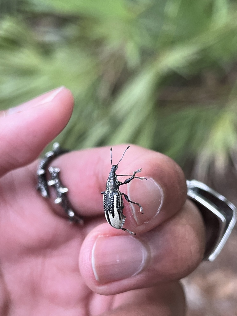 Diaprepes Root Weevil from Temple Terraces, Tampa, FL, US on February ...