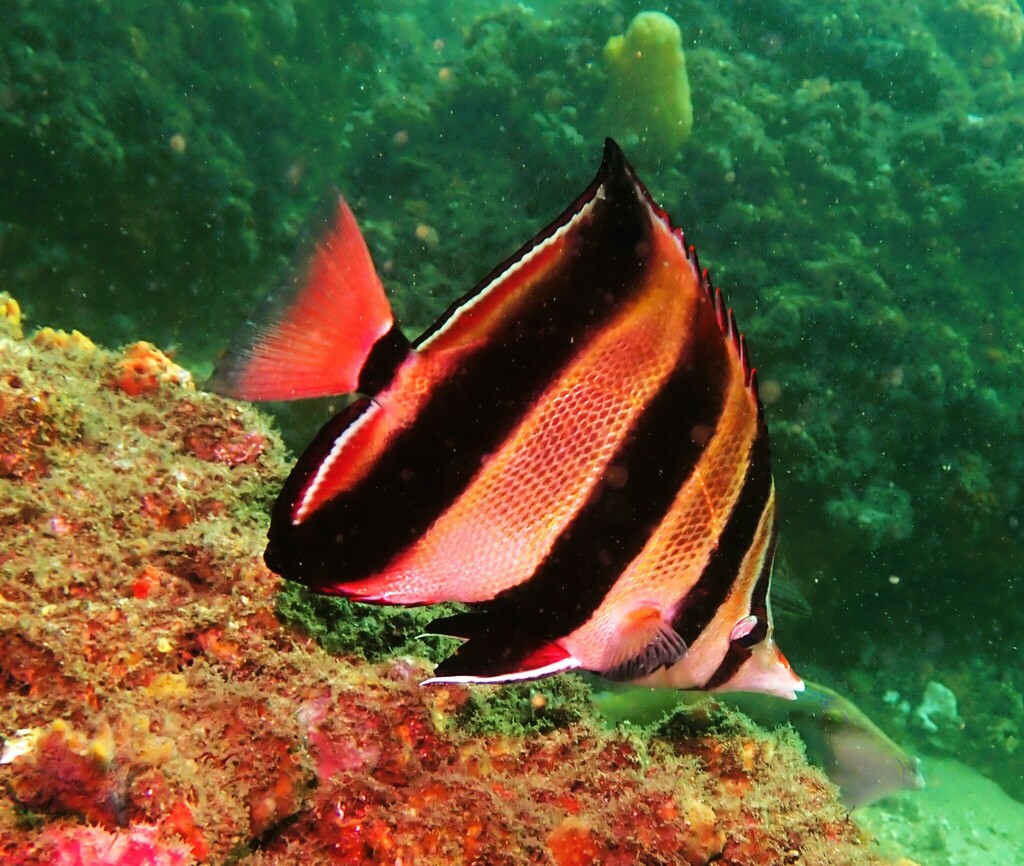 Eastern Talma from Sydney NSW, Australia on January 28, 2024 at 09:44 ...