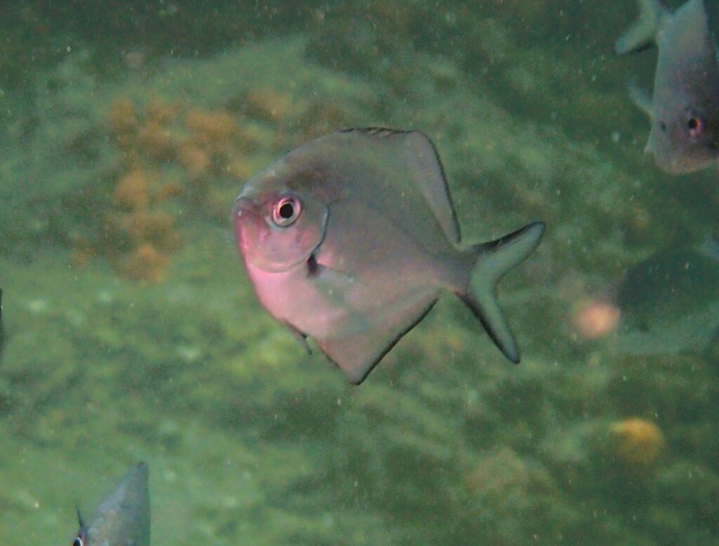 Silver Sweep from Sydney NSW, Australia on January 28, 2024 at 09:56 AM ...