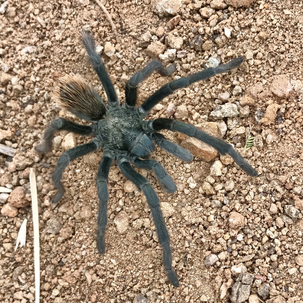 Tucson Bronze Tarantula from Santa Cruz County, AZ, USA on November 25 ...