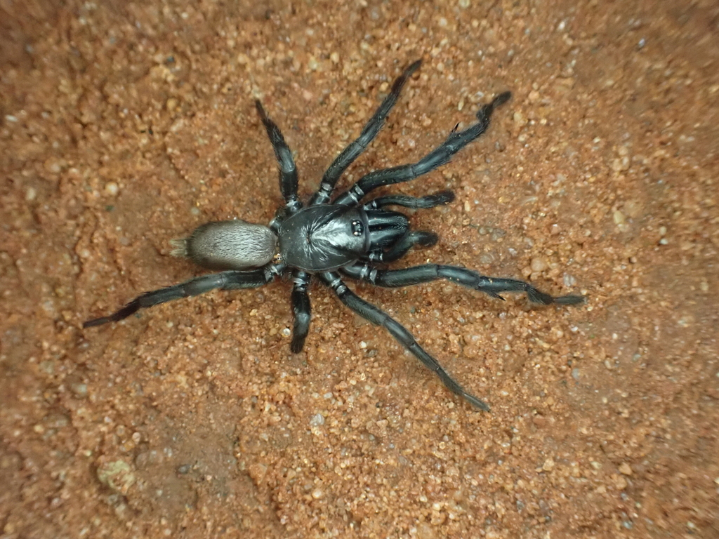 Wishbone Spiders in February 2024 by Mark Hura · iNaturalist