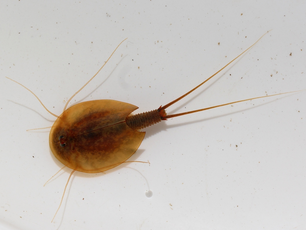 Triops baeticus in February 2024 by jmneiva. Species according to known ...