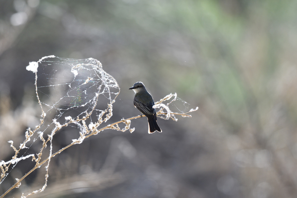 Tropical Kingbird from Guy Tobin Trailhead, Rio Rico Dr, Rio Rico, AZ ...