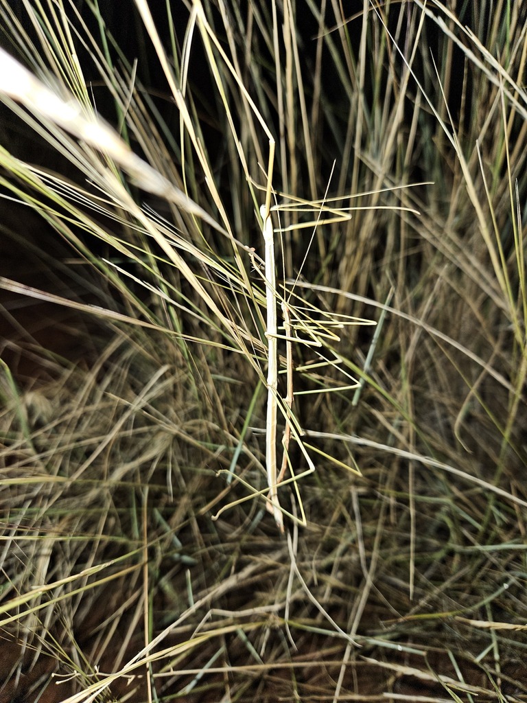 Denhama Grass Stick Insects in February 2024 by Mark Hura · iNaturalist