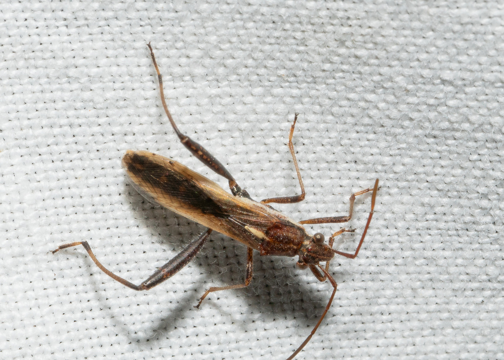 Podsucking Bug from Albert Road Nature Reserve on February 17, 2024 at ...
