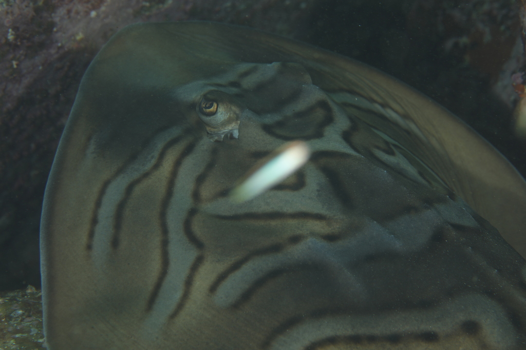 Banjo Ray from Northern Beaches Council, NSW, Australia on February 17 ...