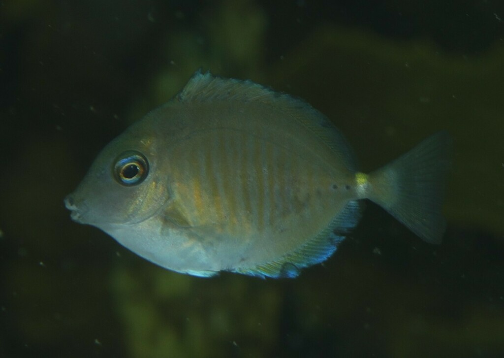 Spotted Sawtail from Northern Beaches Council, NSW, Australia on ...