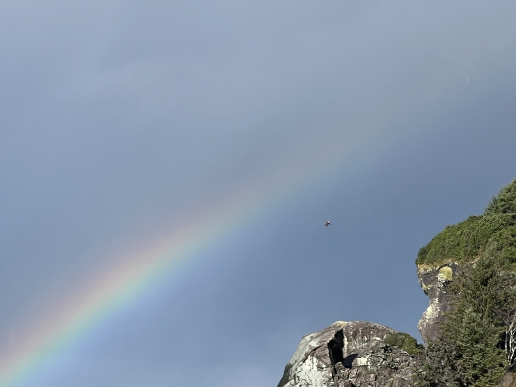 Bald Eagle from Del Norte County, CA, USA on February 2, 2024 at 10:58 ...