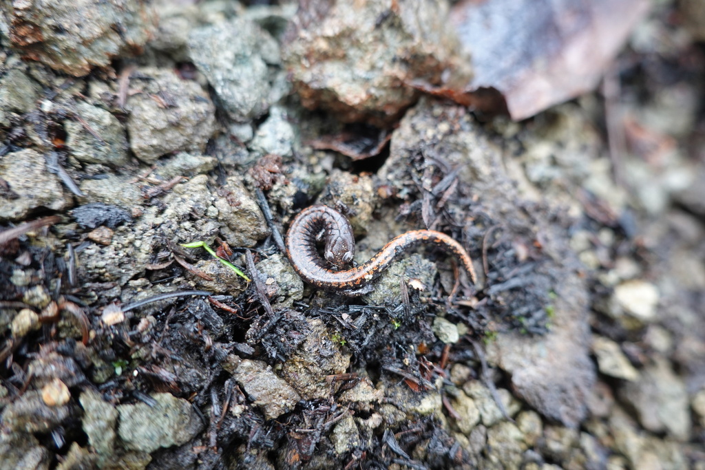 Oregon Slender Salamander in January 2024 by Deb Hill. Under a rock in ...