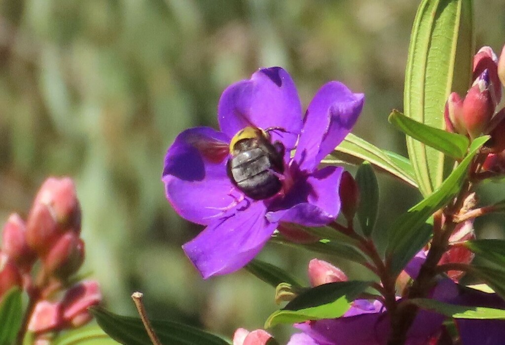 Golden-green Carpenter Bee from Coomba Park NSW 2428, Australia on ...