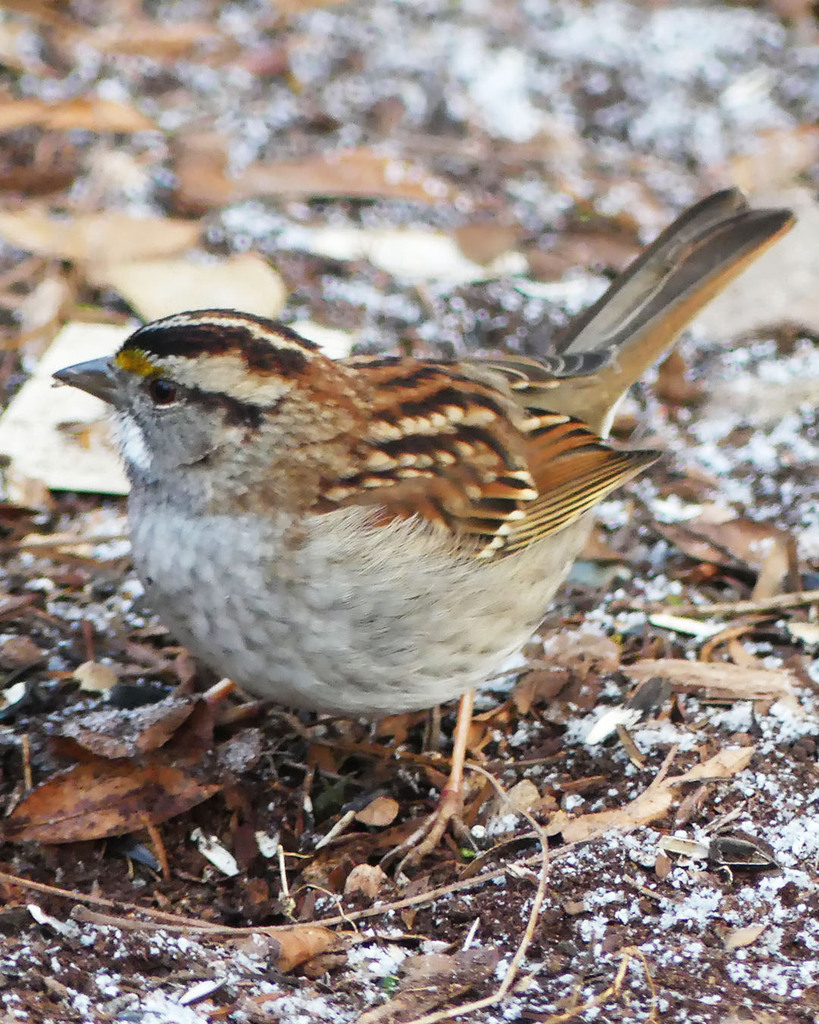 White-throated Sparrow from Corey Hill, Boston, MA, USA on February 17 ...