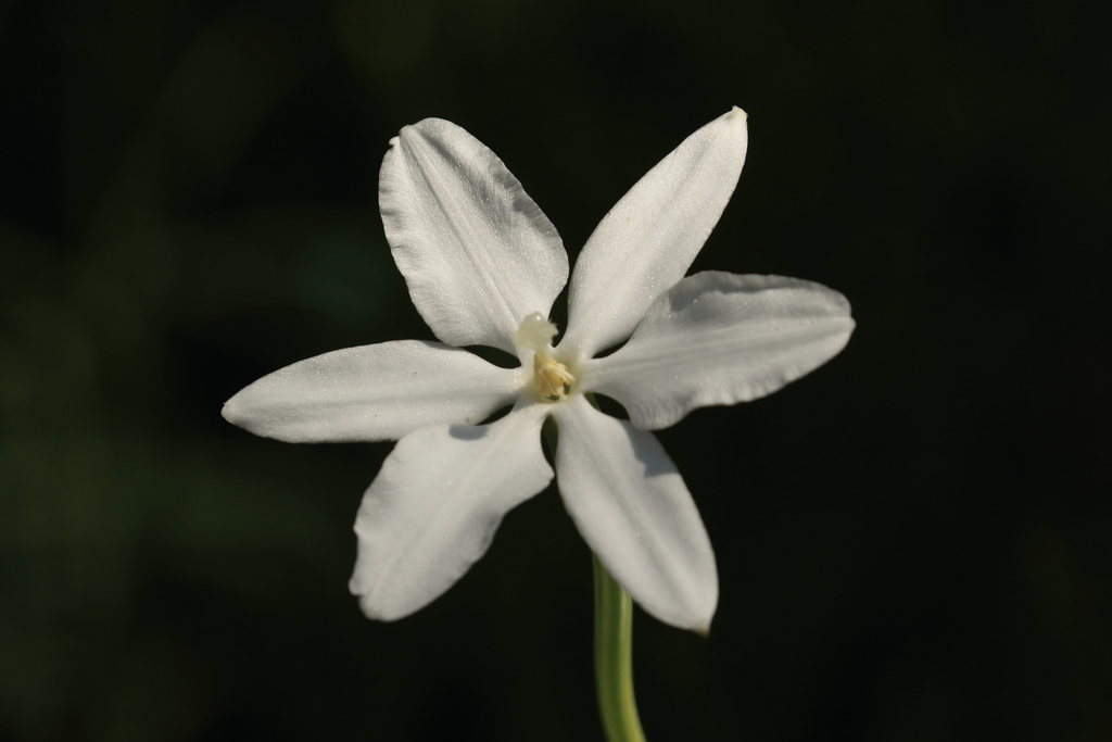 Mexican star from Cerro Zapotecas, San Pedro Cholula, Pue., México on ...