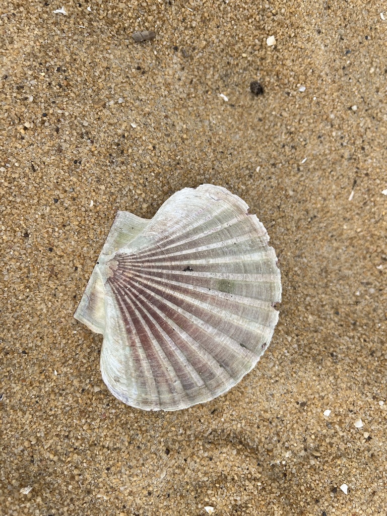 Commercial Scallop from Mount Martha Beach, Mount Martha, VIC, AU on ...