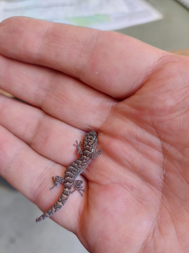 Eastern tree dtella from Mandurang VIC 3551, Australia on February 18 ...