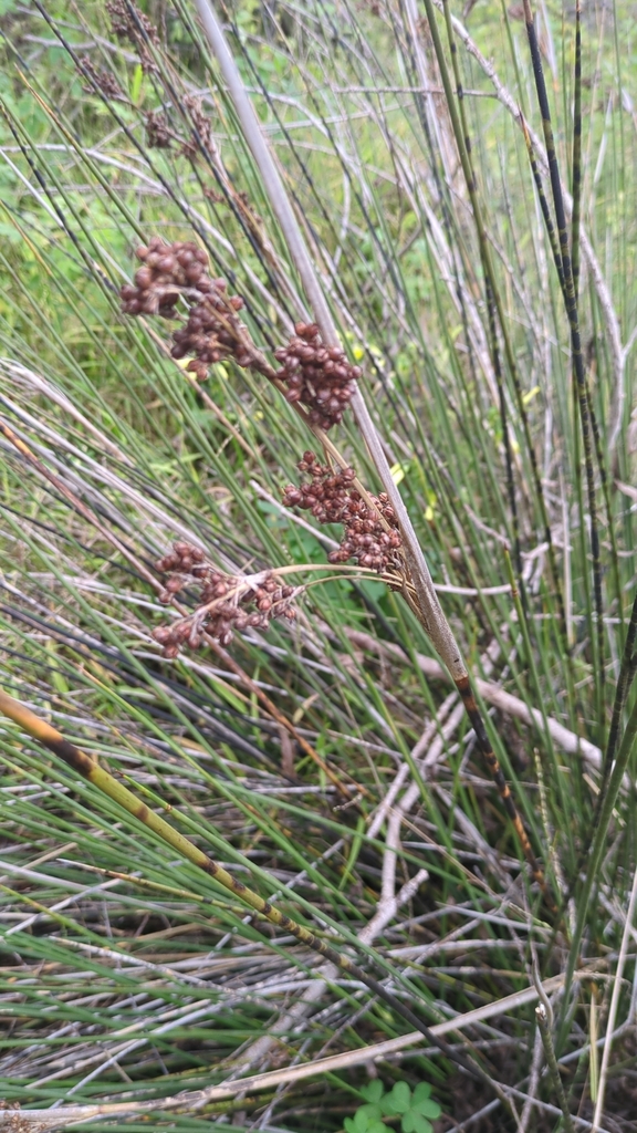 Southwestern Spiny Rush from San Diego on February 17, 2024 at 09:57 AM ...