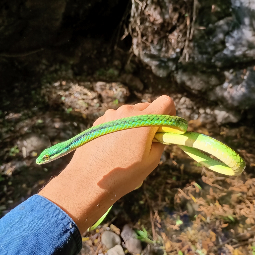Pacific Coast Parrot Snake from 45662 Jal., México on February 17, 2024 ...