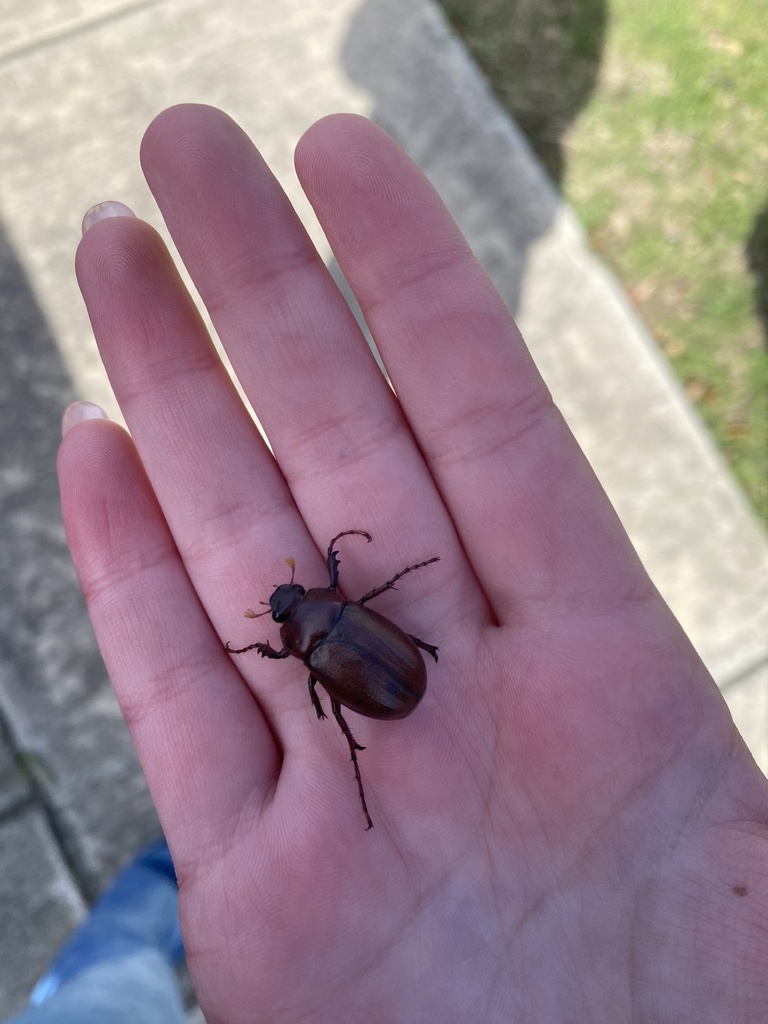 June Beetles from Spice Spring, San Antonio, TX, US on February 17 ...