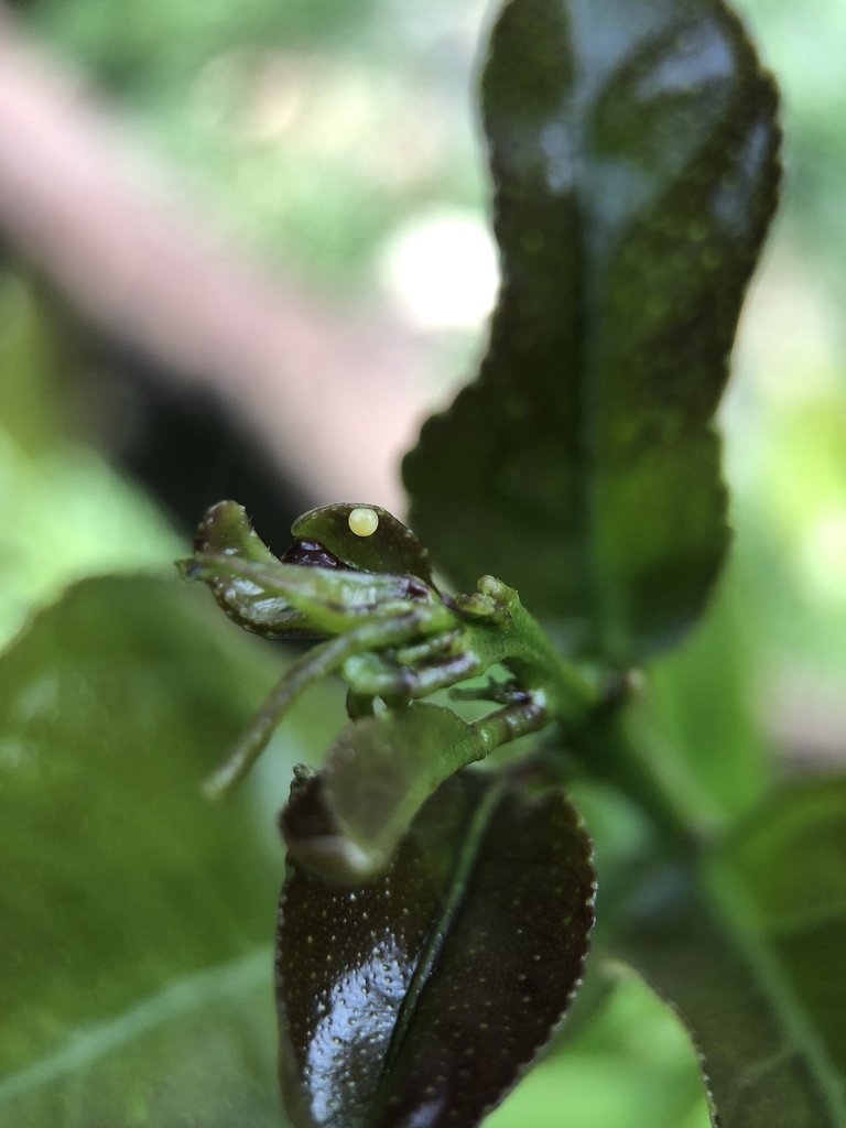 Dainty Swallowtail in February 2024 by jamie_a · iNaturalist