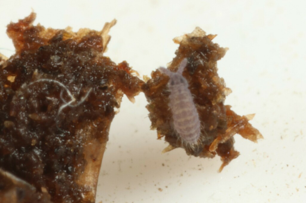 Moss Springtail in February 2024 by mistycal · iNaturalist