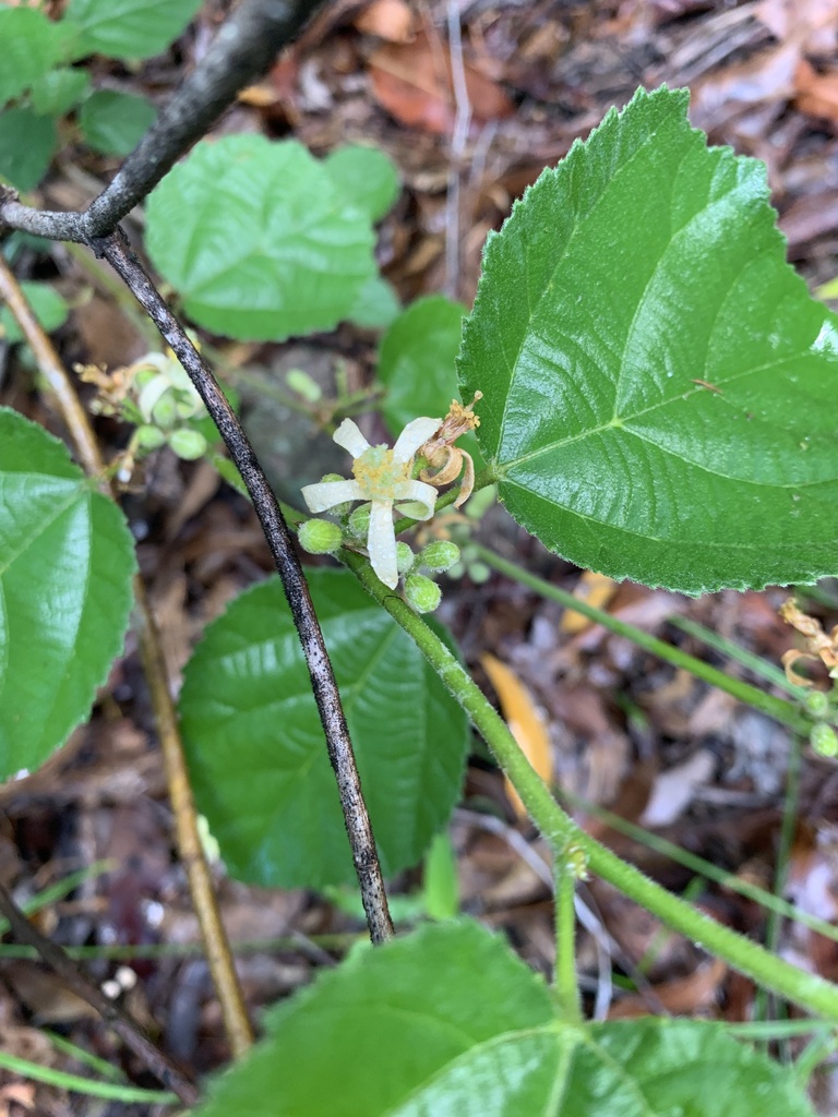 Dog's Balls from Ninderry Rd, Ninderry, QLD, AU on February 18, 2024 at ...