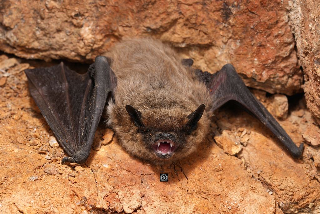 House Bats from 兰七路, 北京市, CN on February 17, 2024 at 11:50 AM by lcf999 ...