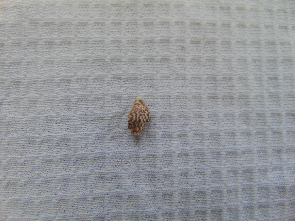 Lineated cominella from Point Wilson VIC 3212, Australia on February 18 ...