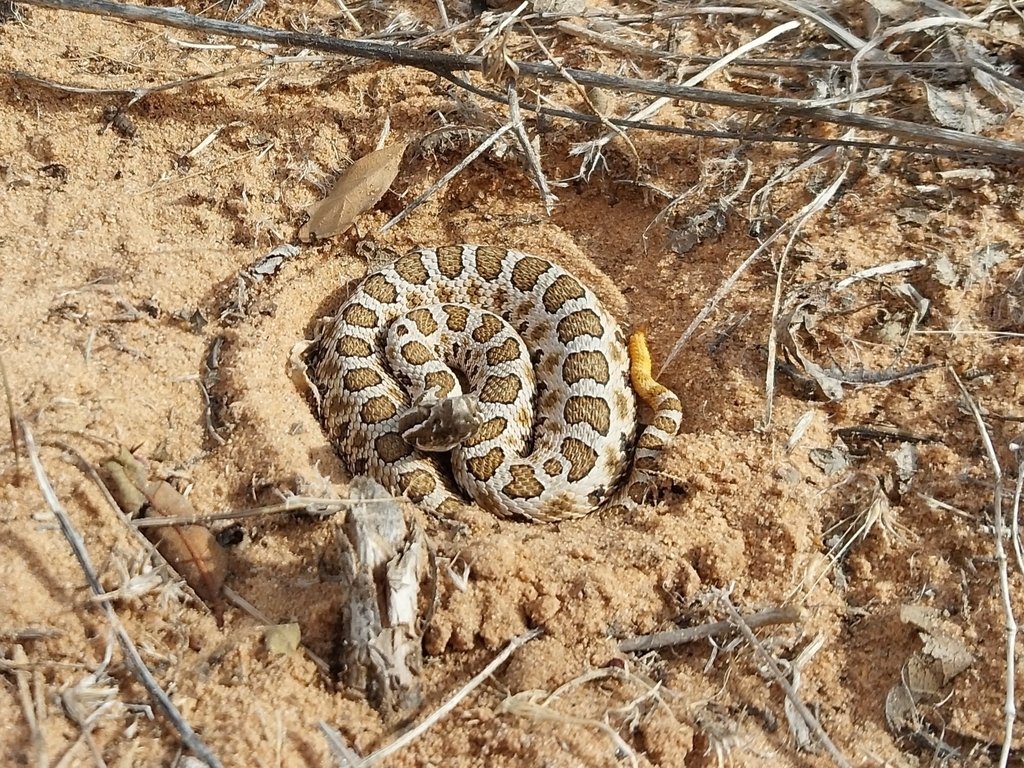 Western Massasauga in November 2023 by Chris Taylor. Basking near ...