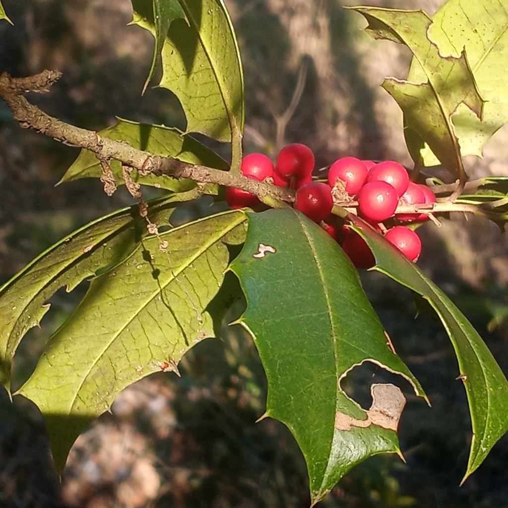 American holly from Caroline County, MD, USA on February 17, 2024 at 03 ...