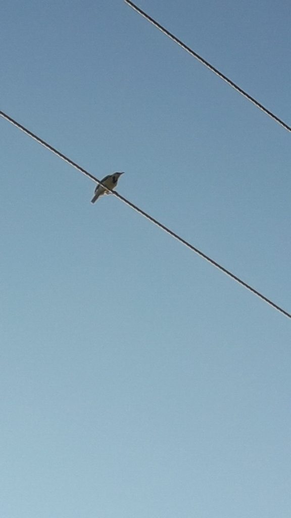 Western Meadowlark from 98471 Zac., México on June 9, 2022 at 07:50 PM ...