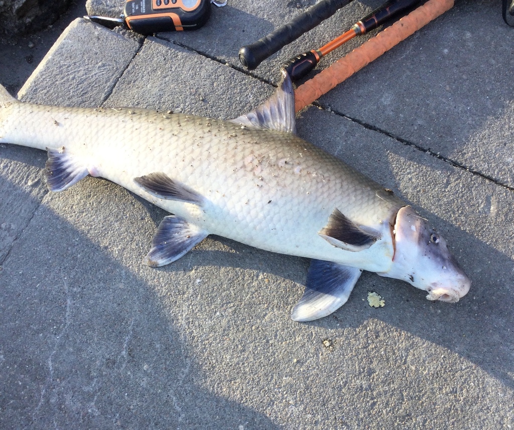 Blue Sucker from Pottawatomie County, KS, USA on February 17, 2024 at ...