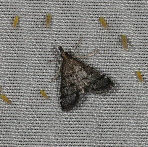 Criophthona ecista · NaturaLista Colombia