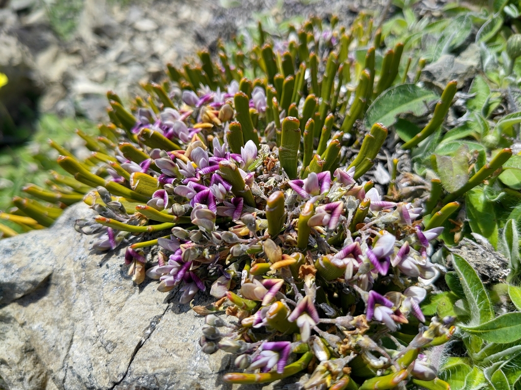 Stout Dwarf Broom from Kaikoura Flat, Kaikōura, New Zealand on December ...