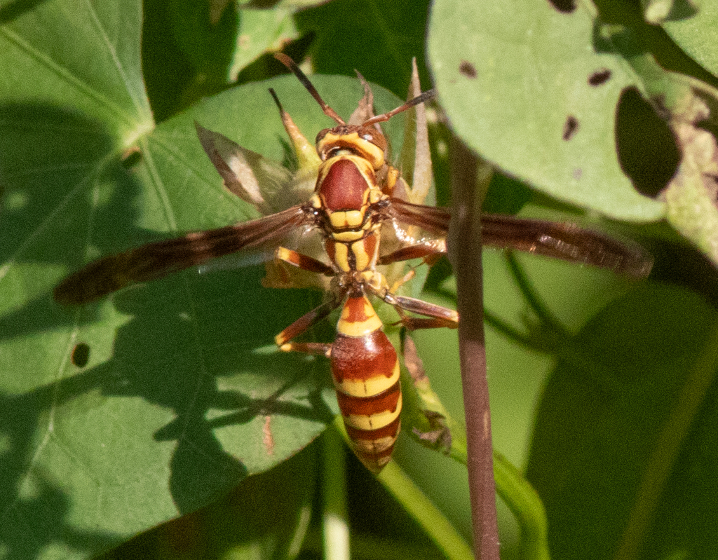 Guinea Paper Wasp from Fort Bend County, TX, USA on October 2, 2023 at ...