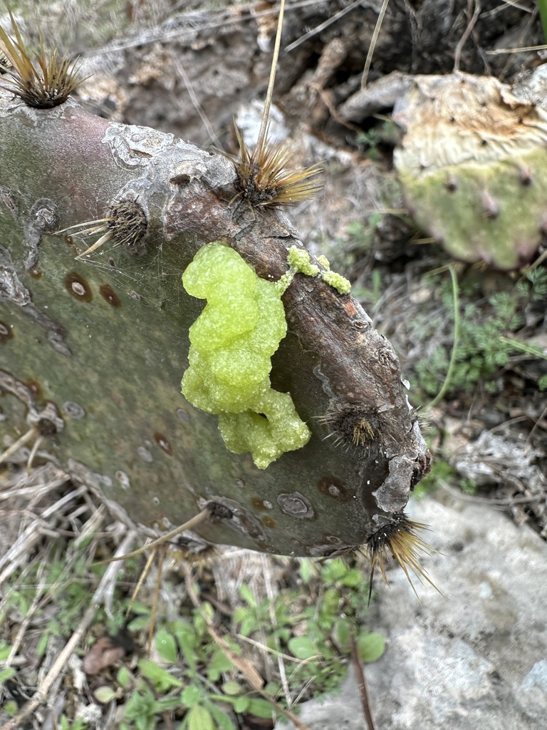 Cactus Moth from Luskey Blvd, San Antonio, TX, US on February 09, 2024 ...