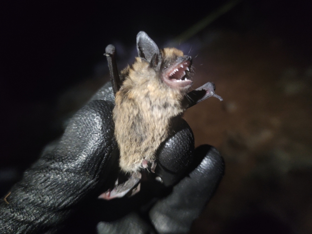 California Myotis from 67337 N.L., México on June 24, 2022 at 11:34 PM ...