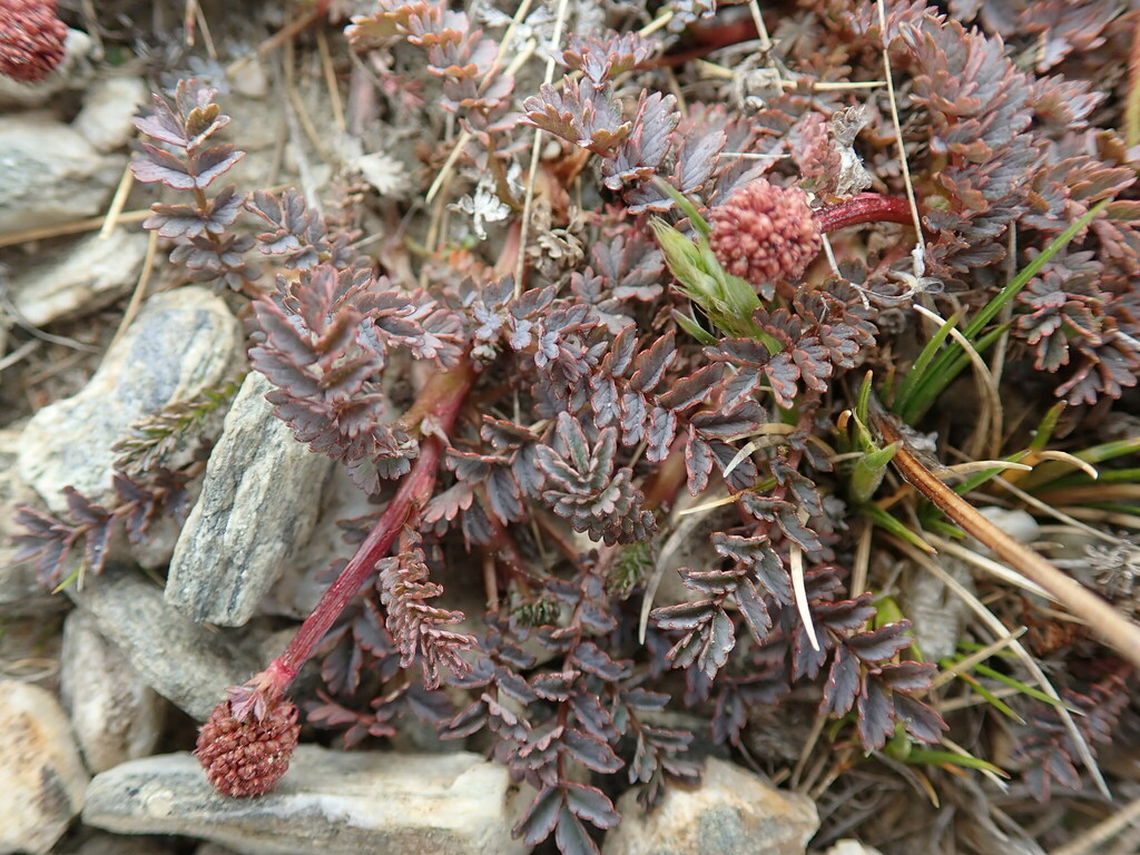 Bidibid from Old Man Range 9778, Otago, New Zealand on December 21 ...